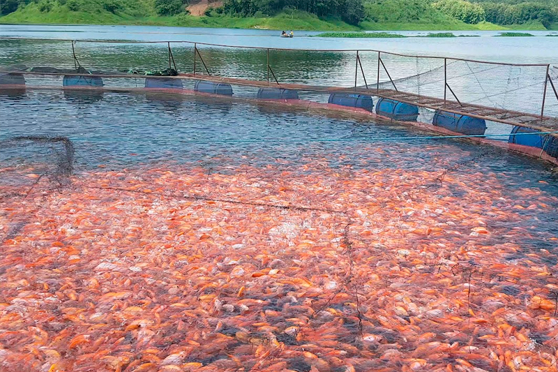 Servicios de certificación de maquinaria de la industria piscícola ...