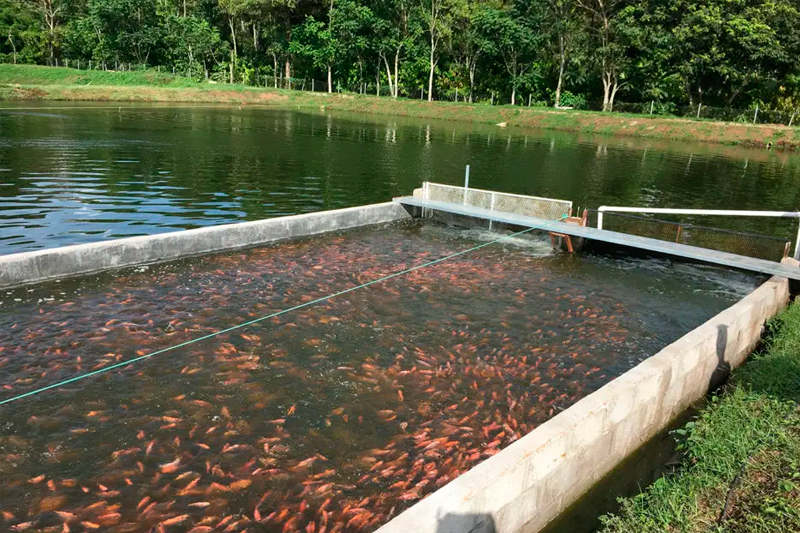 Servicios de certificación de maquinaria de la industria piscícola ...